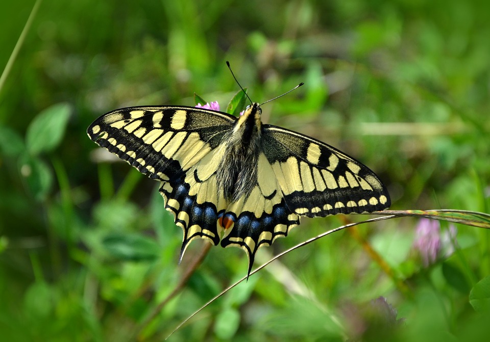 Riddle Poems Butterfly Short Poems Quotes Marinela Reka riddle-poems-butterfly-short-poems-quotes-marinela-reka