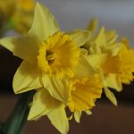 Septolet Poems | Short Poems and Quotes | Marinela Reka